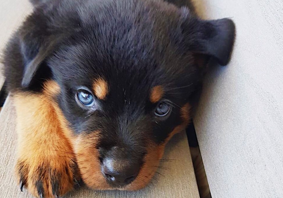 Blue Rottweiler | PETSIDI