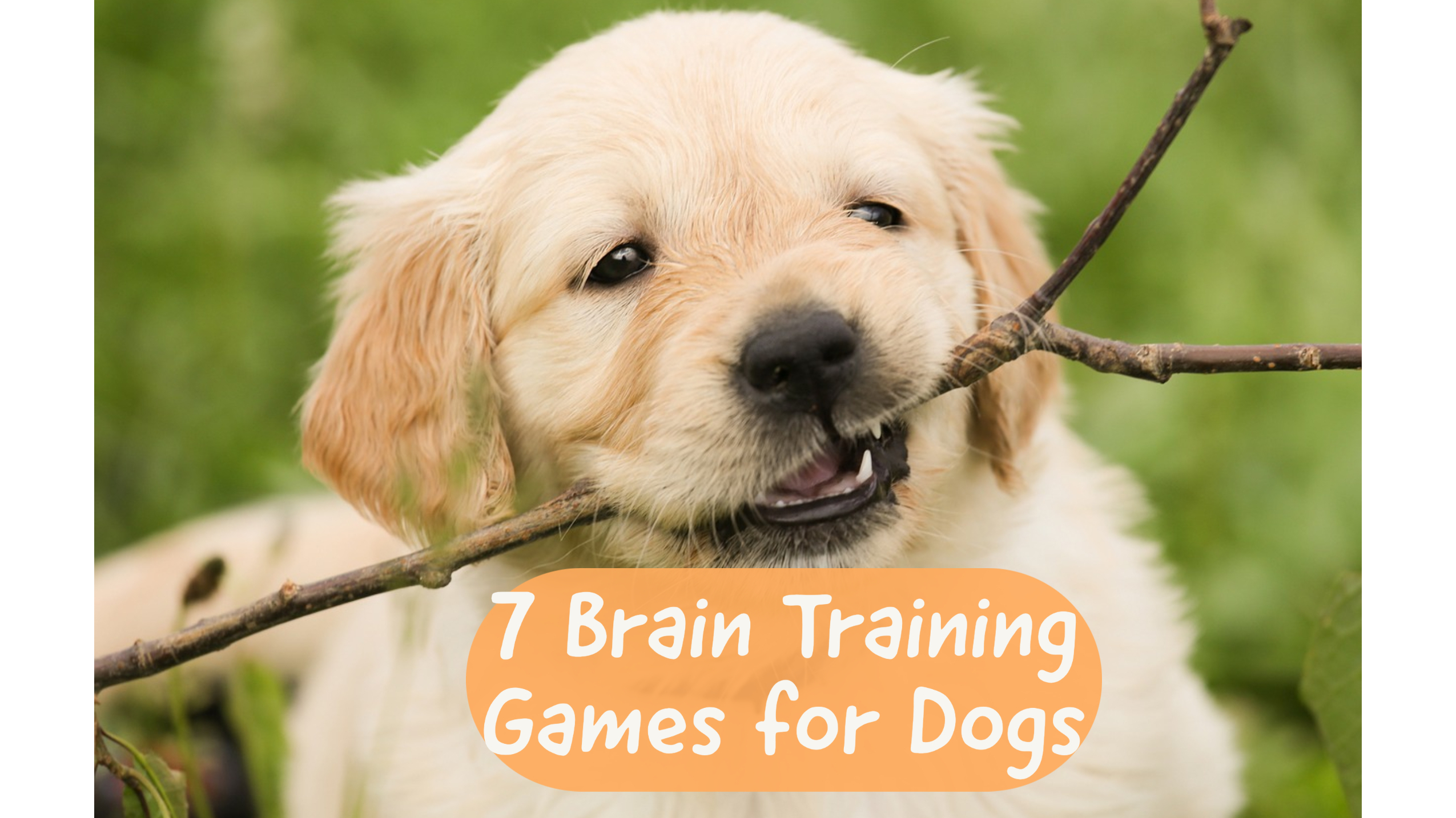 7 Brain Training Games For Dogs - Pets and Tips