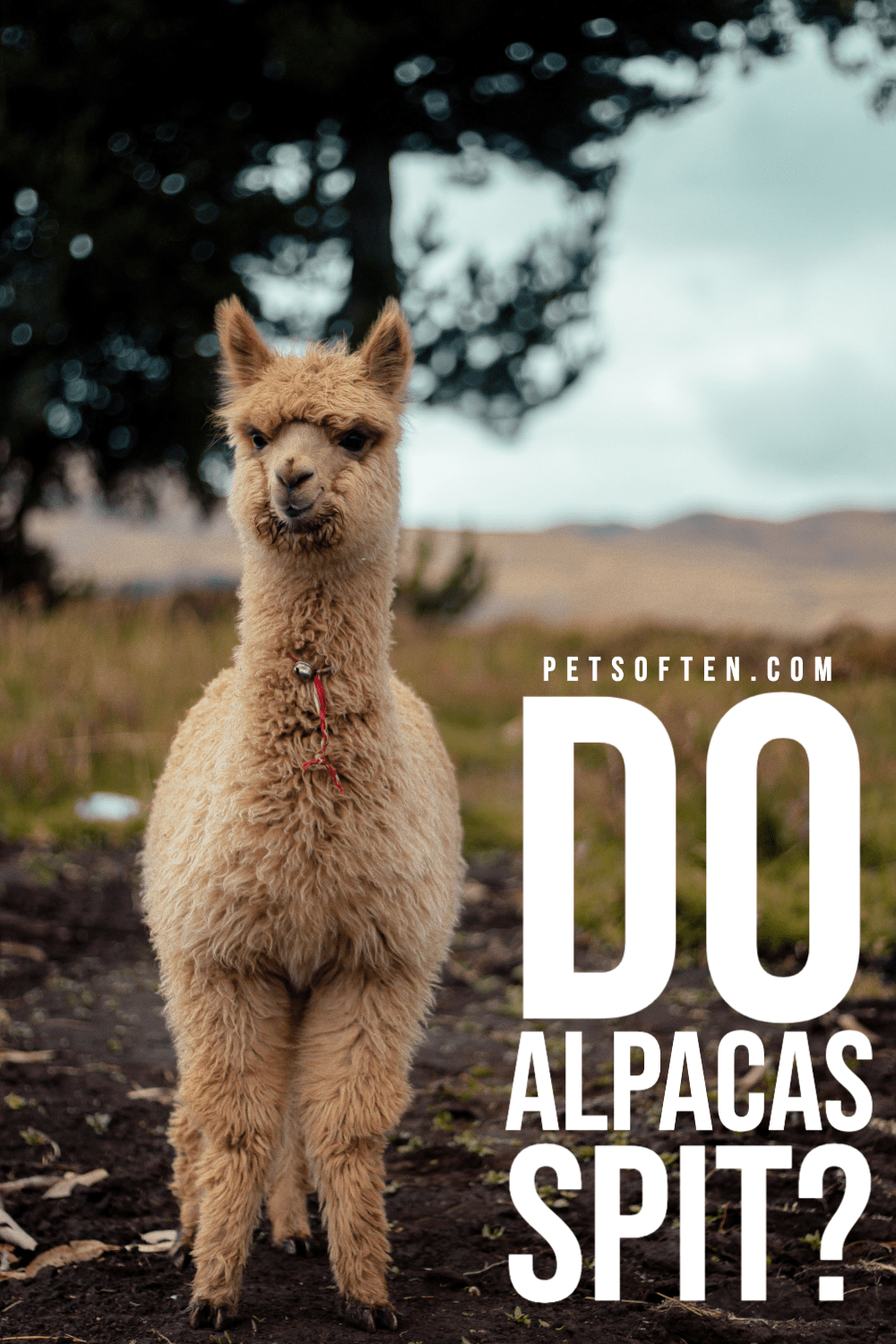 Do Alpacas Spit? - PetsOften