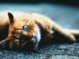 Understanding Pet Behavior For Paws Itive Training