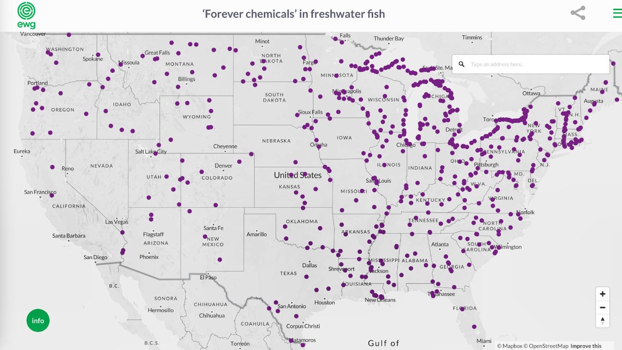 Locally caught fish are full of dangerous chemicals called PFAS, study ...
