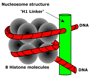 Prediction of Nucleosome Positioning and Occupancy Using a Statistical ...