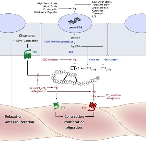 Clinical Trials Results for Endothelin System: Pathophysiological role ...