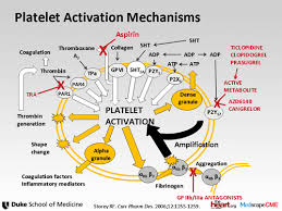 Apixaban (Eliquis): Mechanism of Action, Drug Comparison and Additional ...