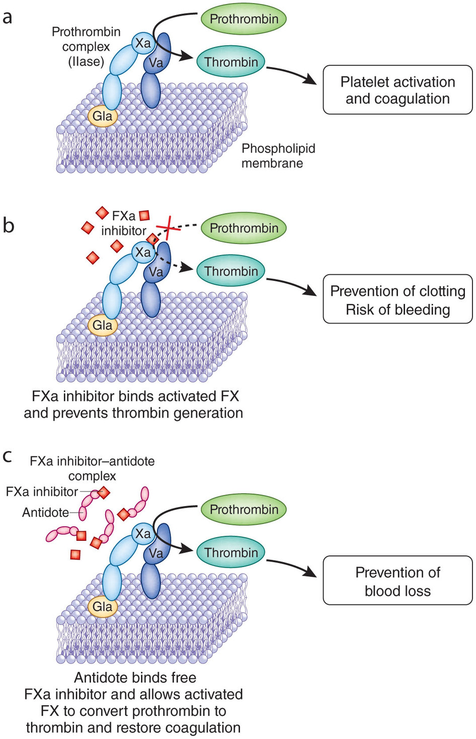 Apixaban (Eliquis): Mechanism of Action, Drug Comparison and Additional ...