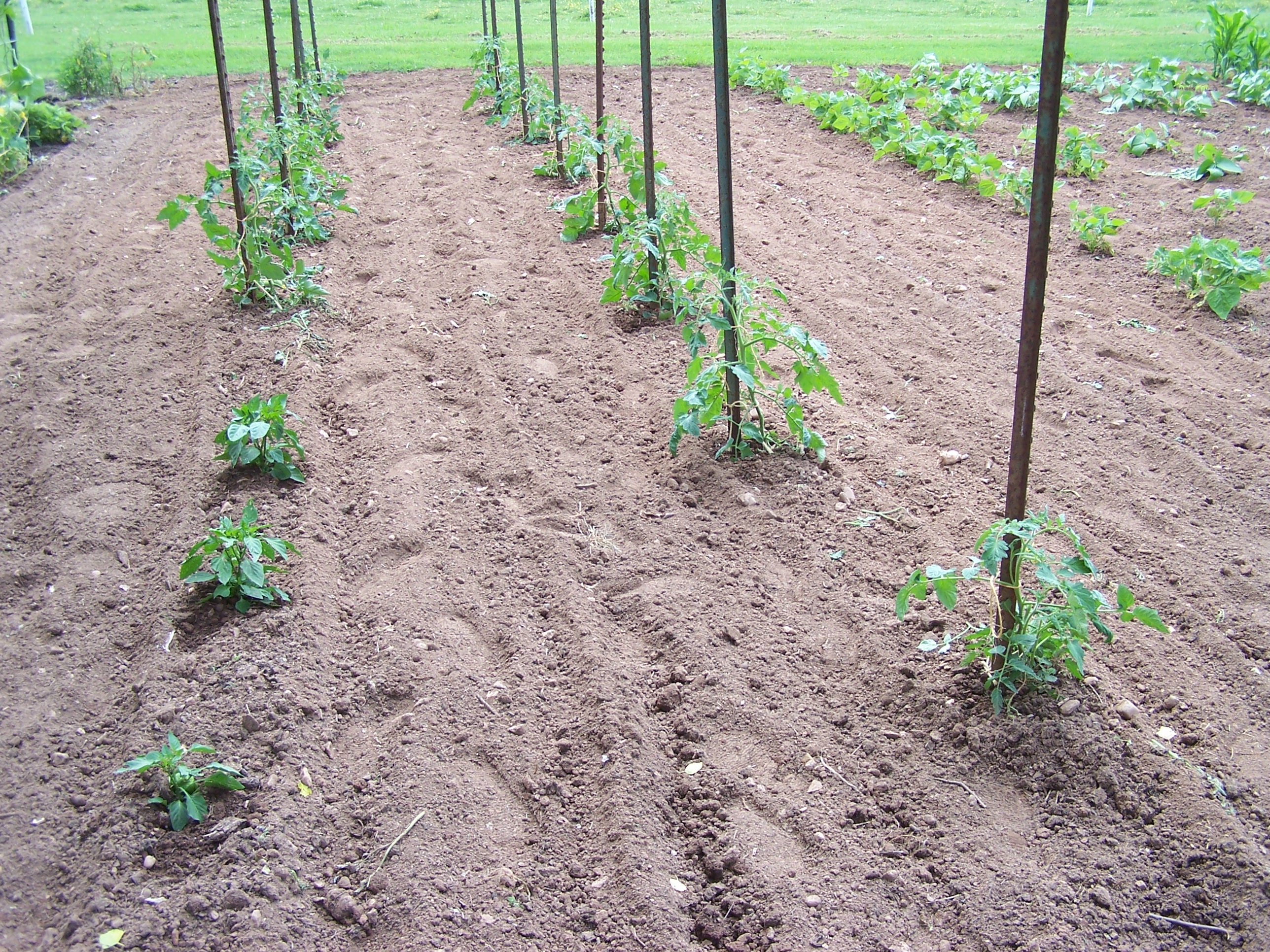 disked field | Country Chatter