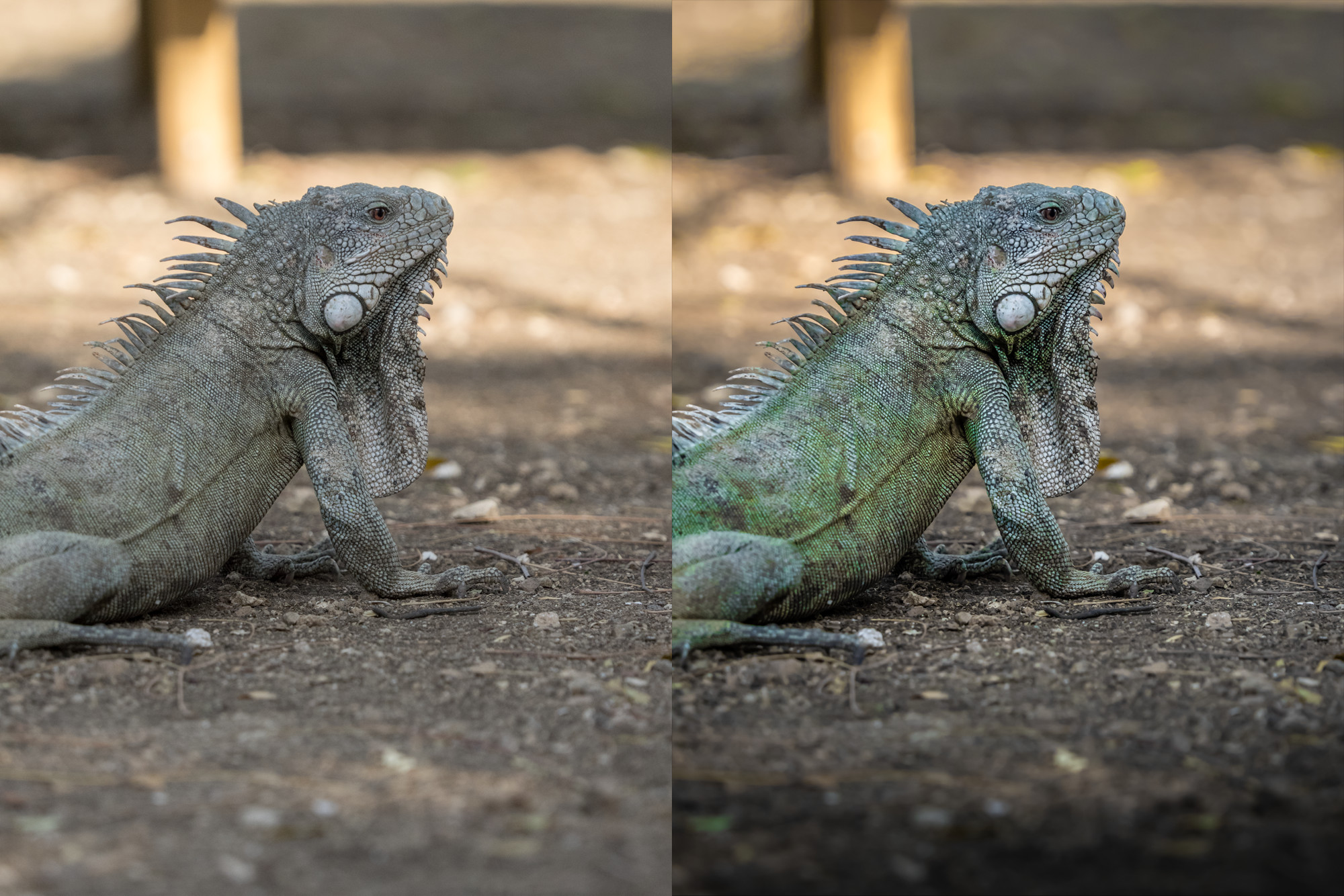 Why Shooting Raw Matters - Photofocus