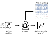 Physiology Of Auditory Attention Github