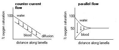Gas Exchange | Physics Made Easy