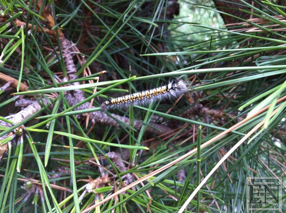 Arbeitstag Nr. 2 - Ginkgoleaf’s mit Kind in Japan