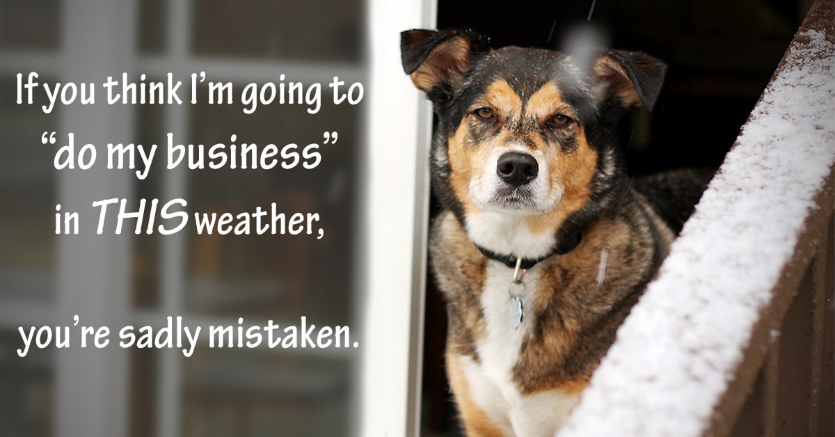 Why Do Dogs Refuse To Go Outside