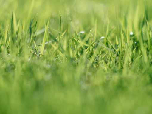 Piddle Patch On BBC Dragon's Den