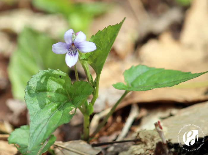 32 Amazing Spring Wildflowers I spotted at Smoky Mountains, and an ...