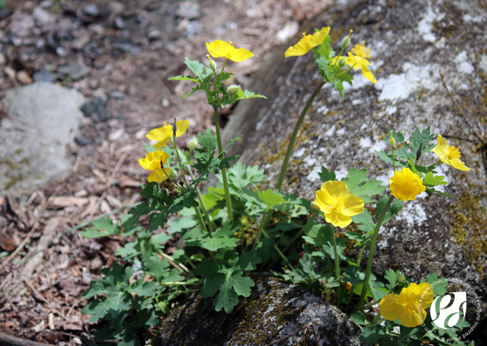 32 Amazing Spring Wildflowers I spotted at Smoky Mountains, and an ...