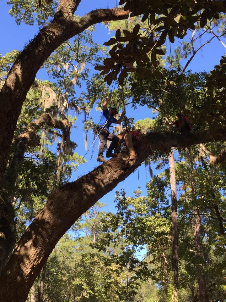 Tree Climbing Competitions — B&T's Tree Service