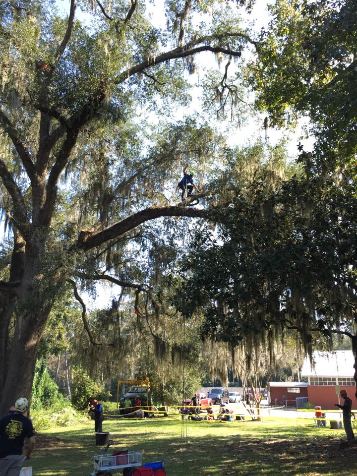 Tree Climbing Competitions — B&T's Tree Service