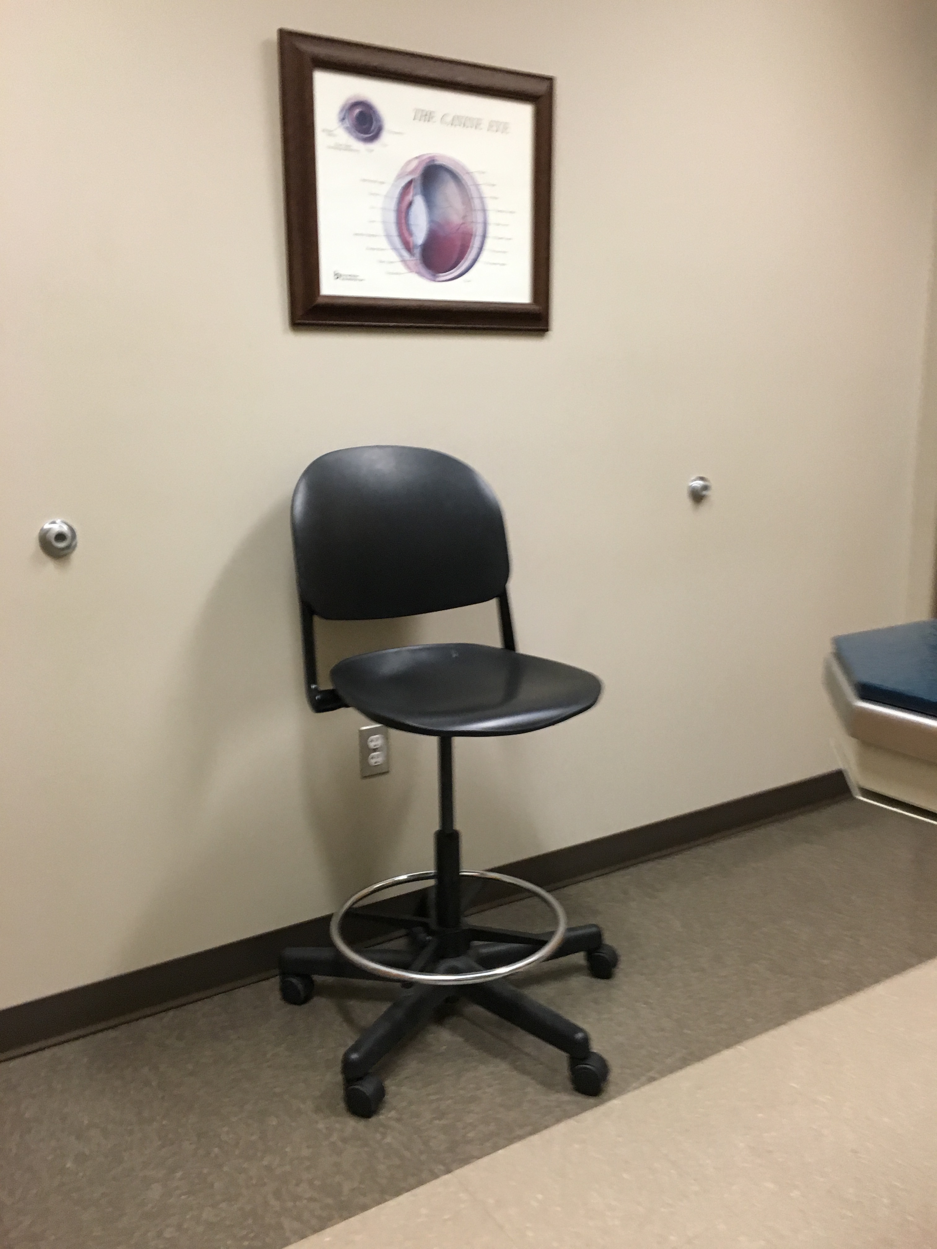 Testing, testing.. | pinewoodcavapoos