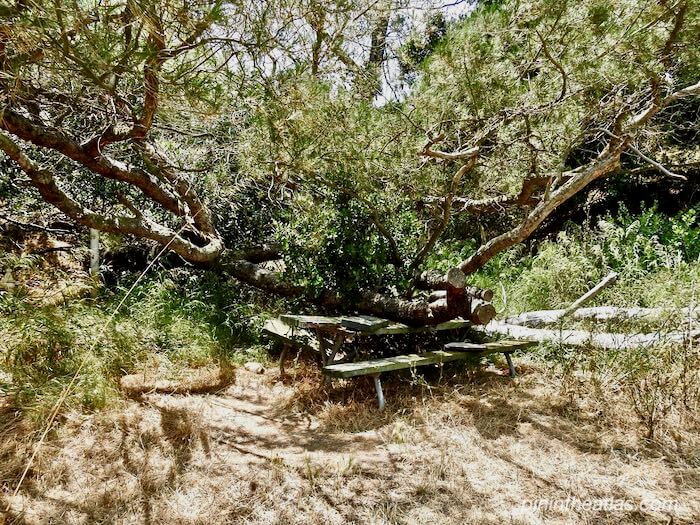 Haunted Picnic Table 29, Griffith Park - California - Paranormal Activity