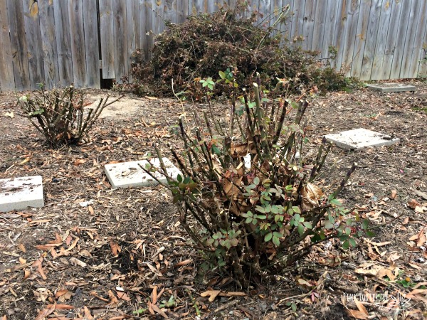 Cutting Back to Move Forward - Life Lessons from the Garden - Pink ...