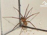 Brown Recluse Spiders Habitat