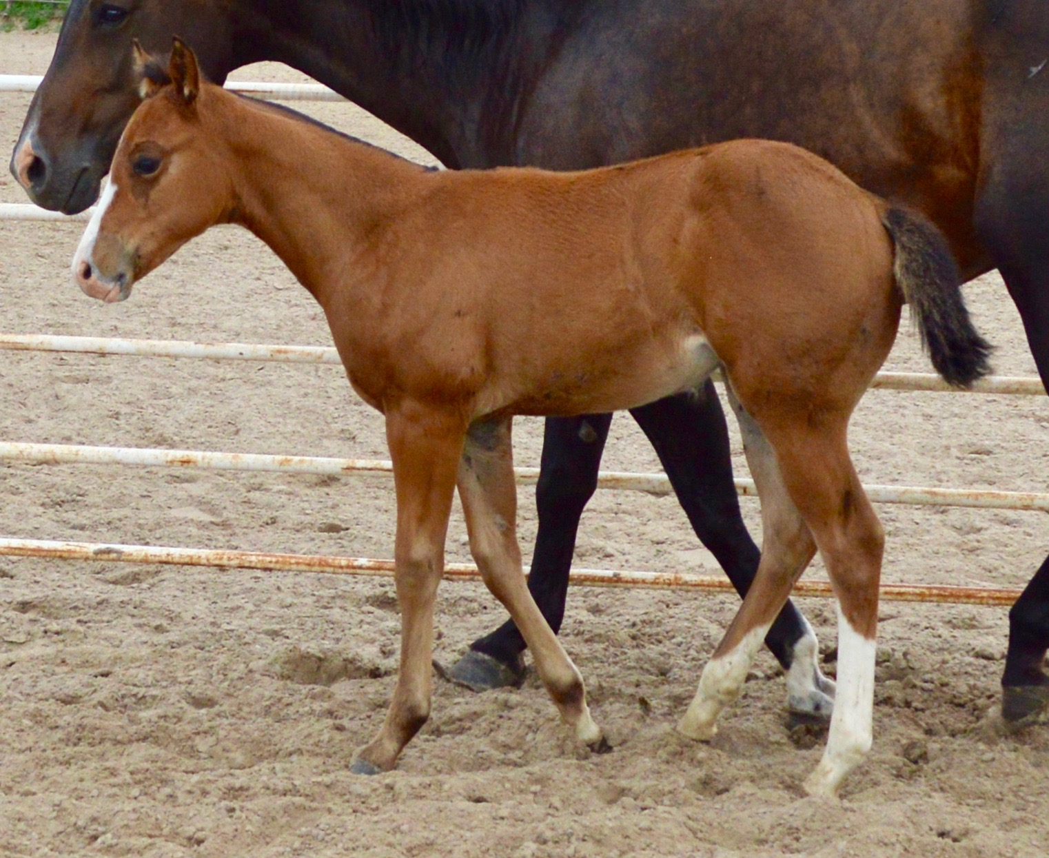 Dukes N Divas – Pitzer Ranch