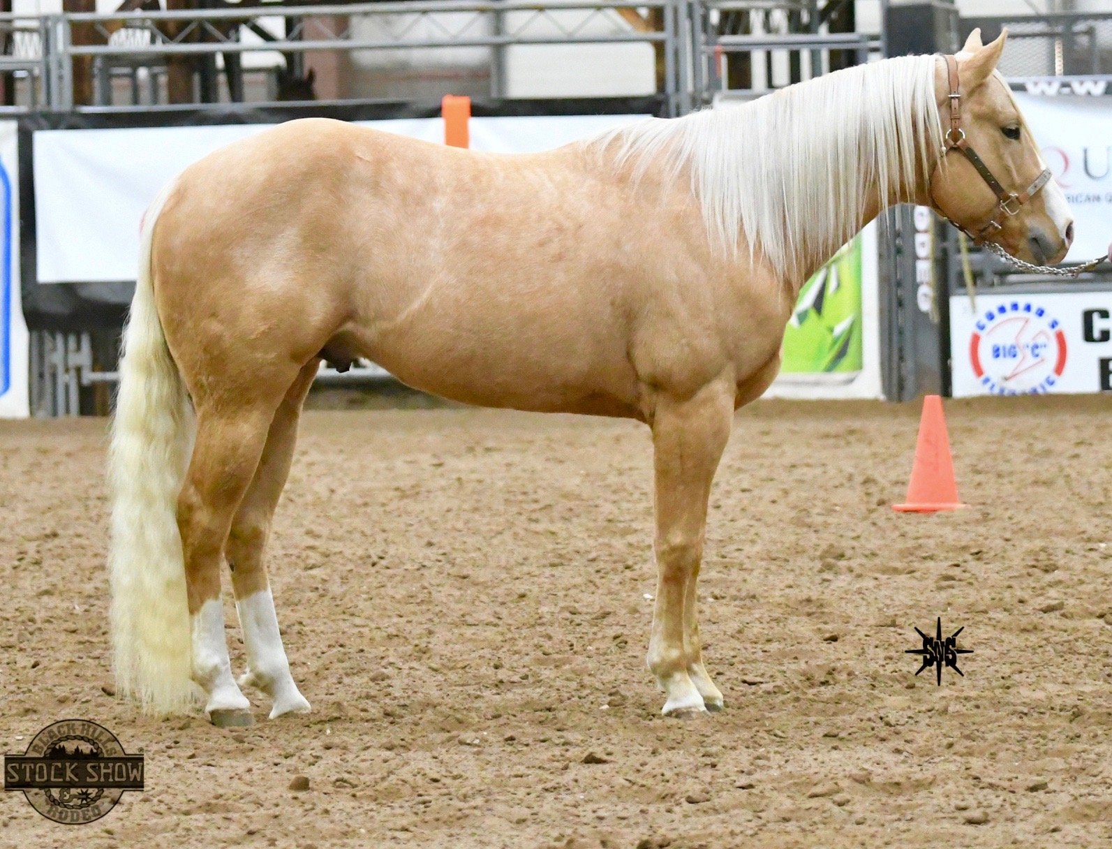 Ranch Studs – Pitzer Ranch