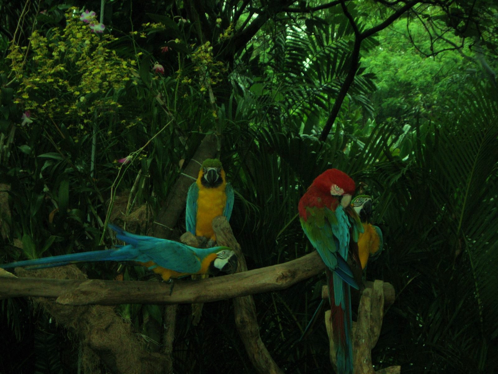 The birdie conference… | Pixelographs