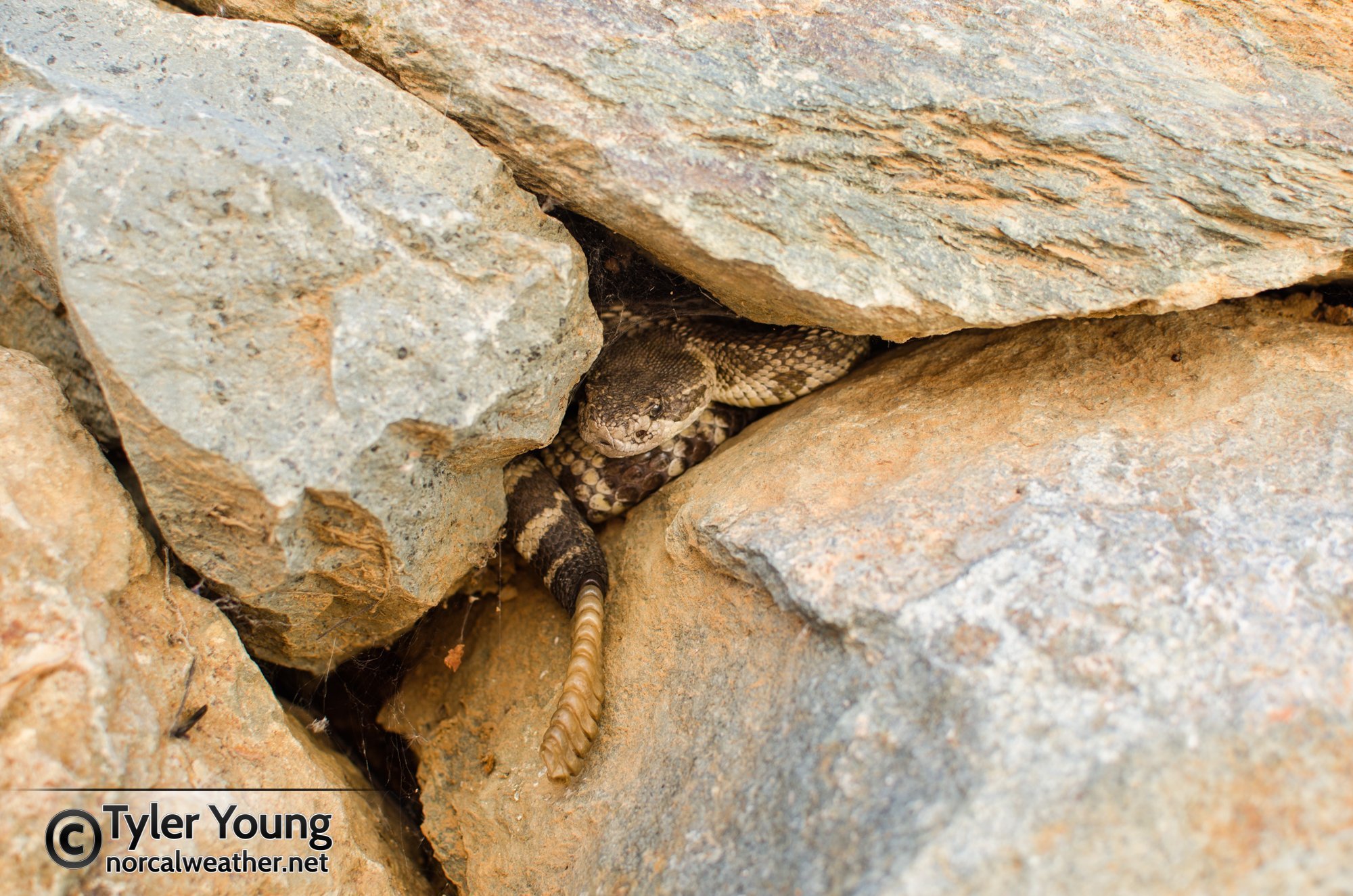 Rock Retaining Walls - aka Rattlesnake Apartments | Rattlesnake Removal ...
