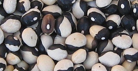 First Year Success With Dry Shelling Beans | The Dirt At Plangarden.com