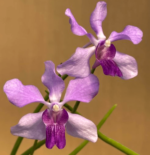 Papilionanda Fa Angsumalee - Plantae Orchids and Rare Plants