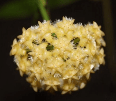 Hoya mindorensis 'Light Yellow' - Plantae Orchids and Rare Plants