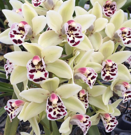 Cymbidium Ramon Vargas - Plantae Orchids and Rare Plants