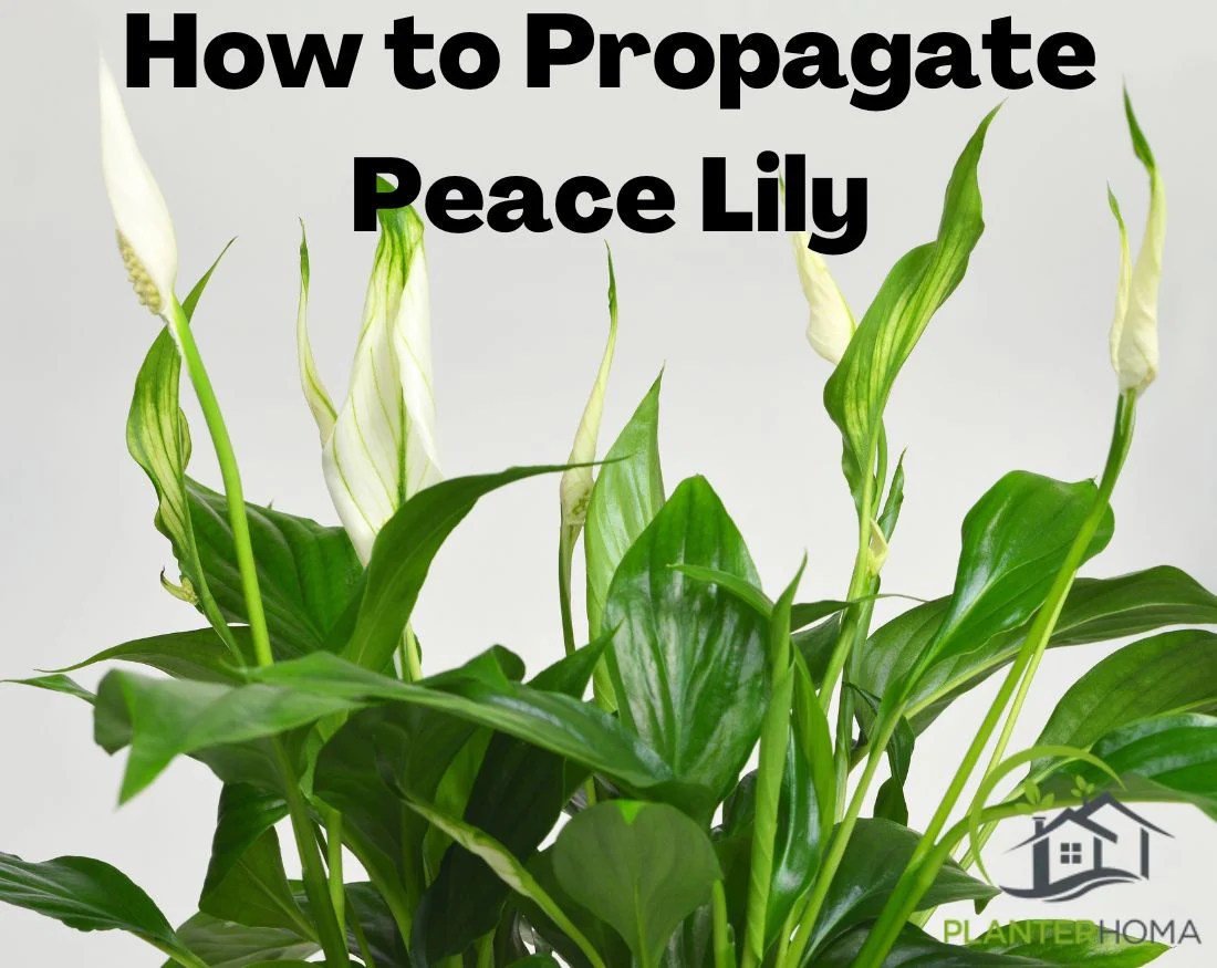 How To Propagate Peace Lily Step By Step Instruction Guide Planterhoma