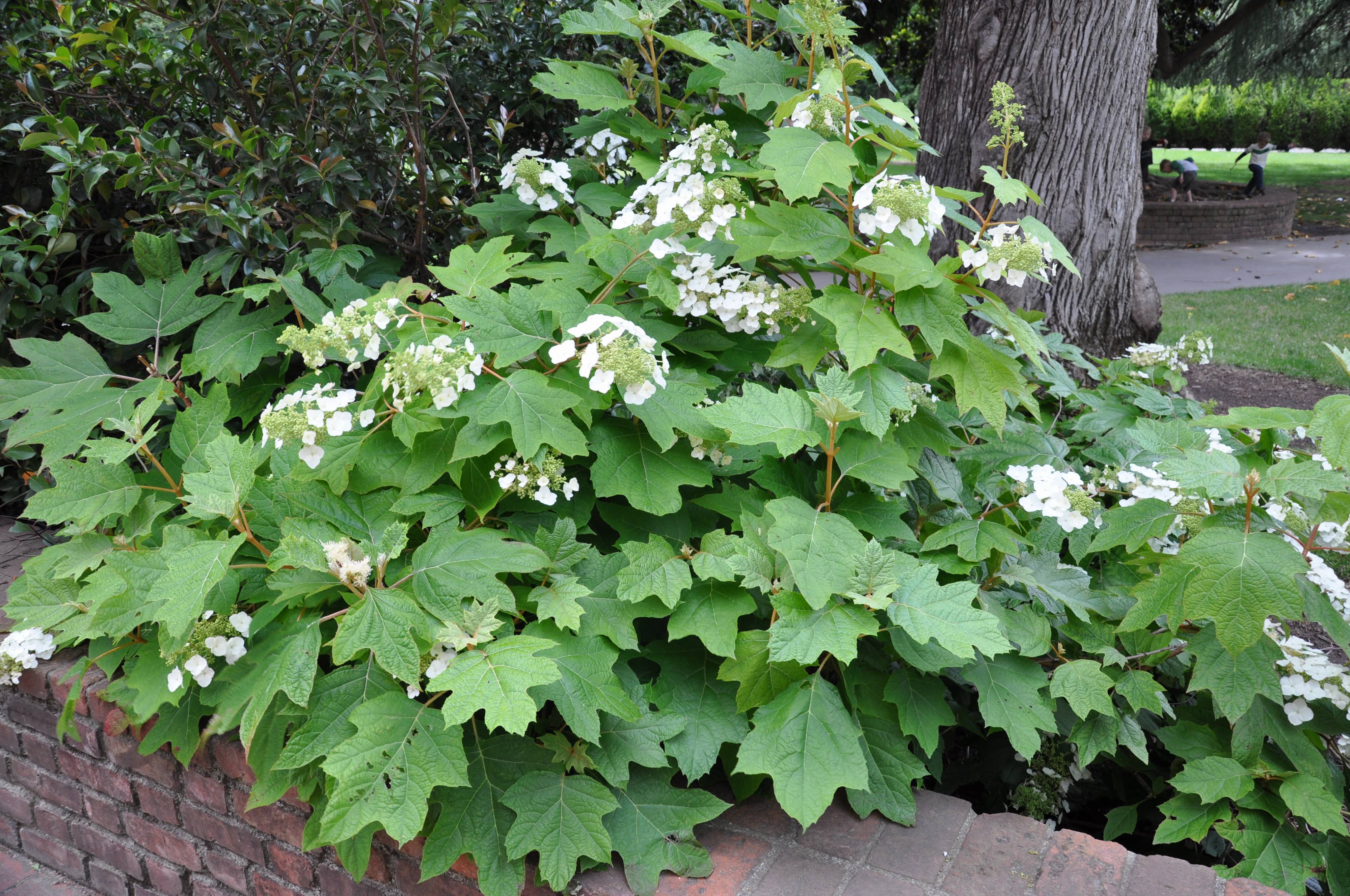 Hydrangea Quercifolia Oakleaf Hydrangea Plantmaster