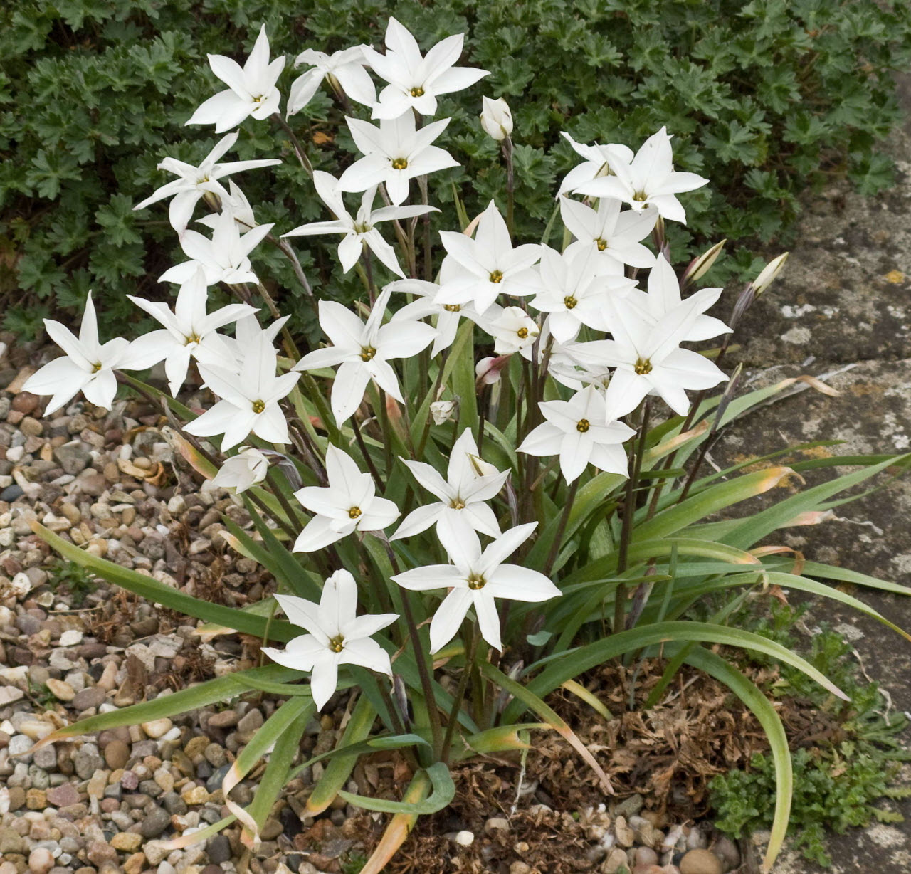 Ipheion Uniflorum Spring Starflower Plantmaster
