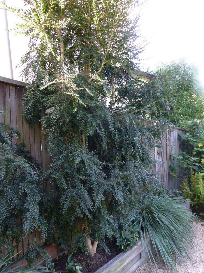 Search Plants Plantmaster