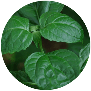 Patchouli Pogostemon Cablin Essential Oil Plant S Power E Store