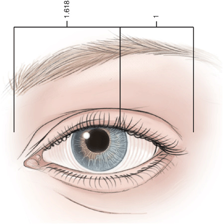 Eyebrow Anatomy | Plastic Surgery Key