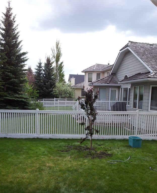 DIY Tree Planting - Not as hard as I thought - Making It Up