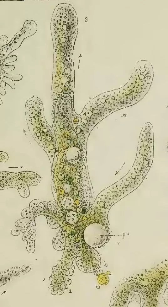 Chasing Games | Amoeba Tag | Playvolution HQ