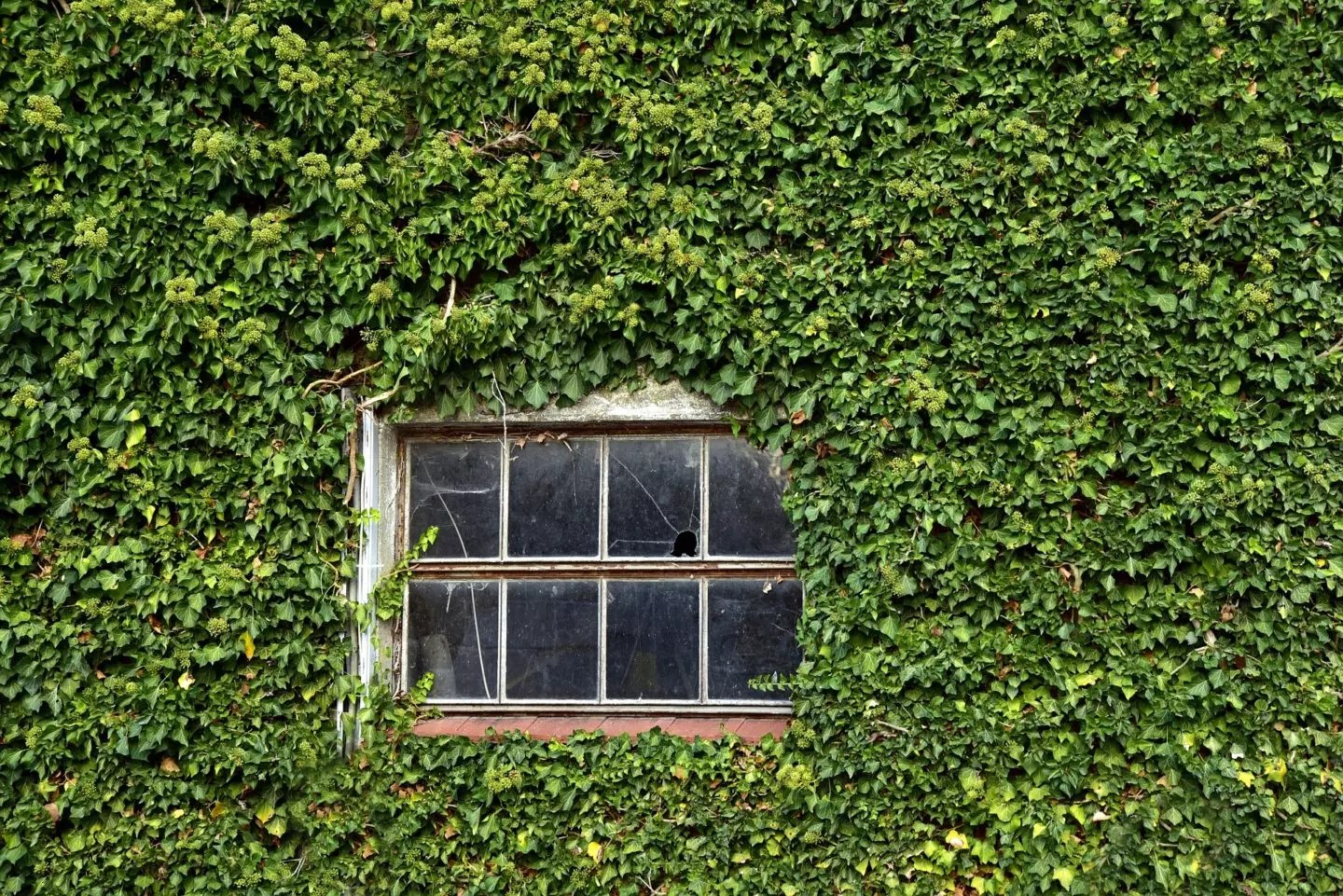 Nursery Rhymes | Come To The Window | Playvolution HQ