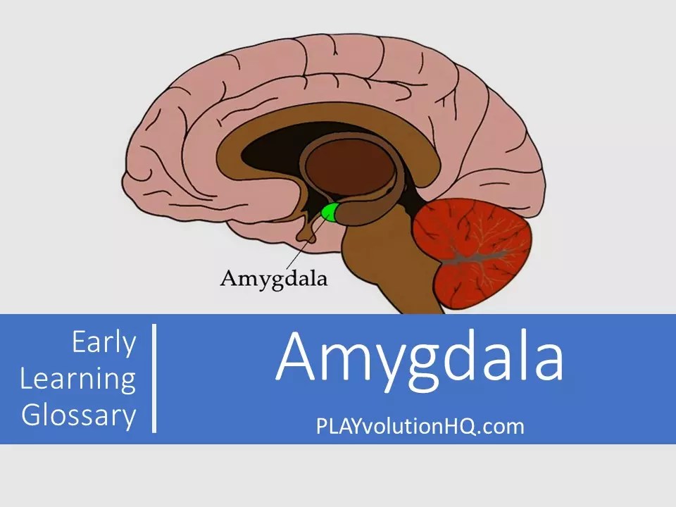 Brain Amygdala