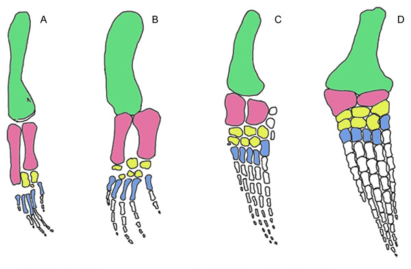 Evolution – Plesiosaur Directory