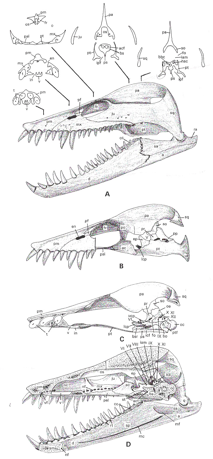 Line drawings – Plesiosaur Directory