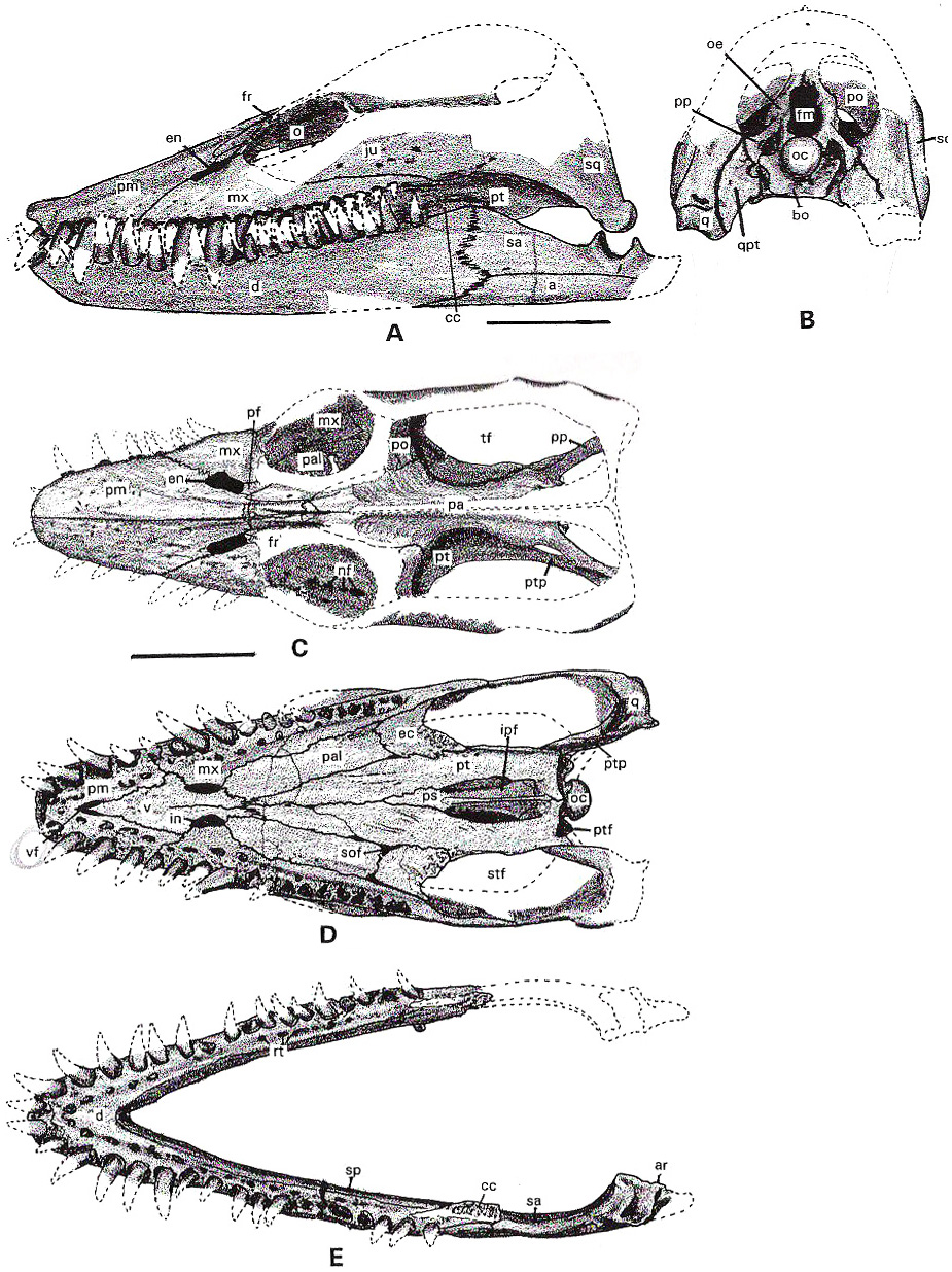 Plesiosaur Skull Drawing
