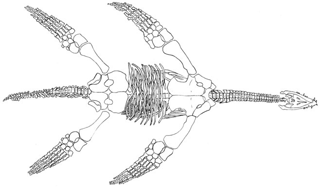 Line drawings – Plesiosaur Directory