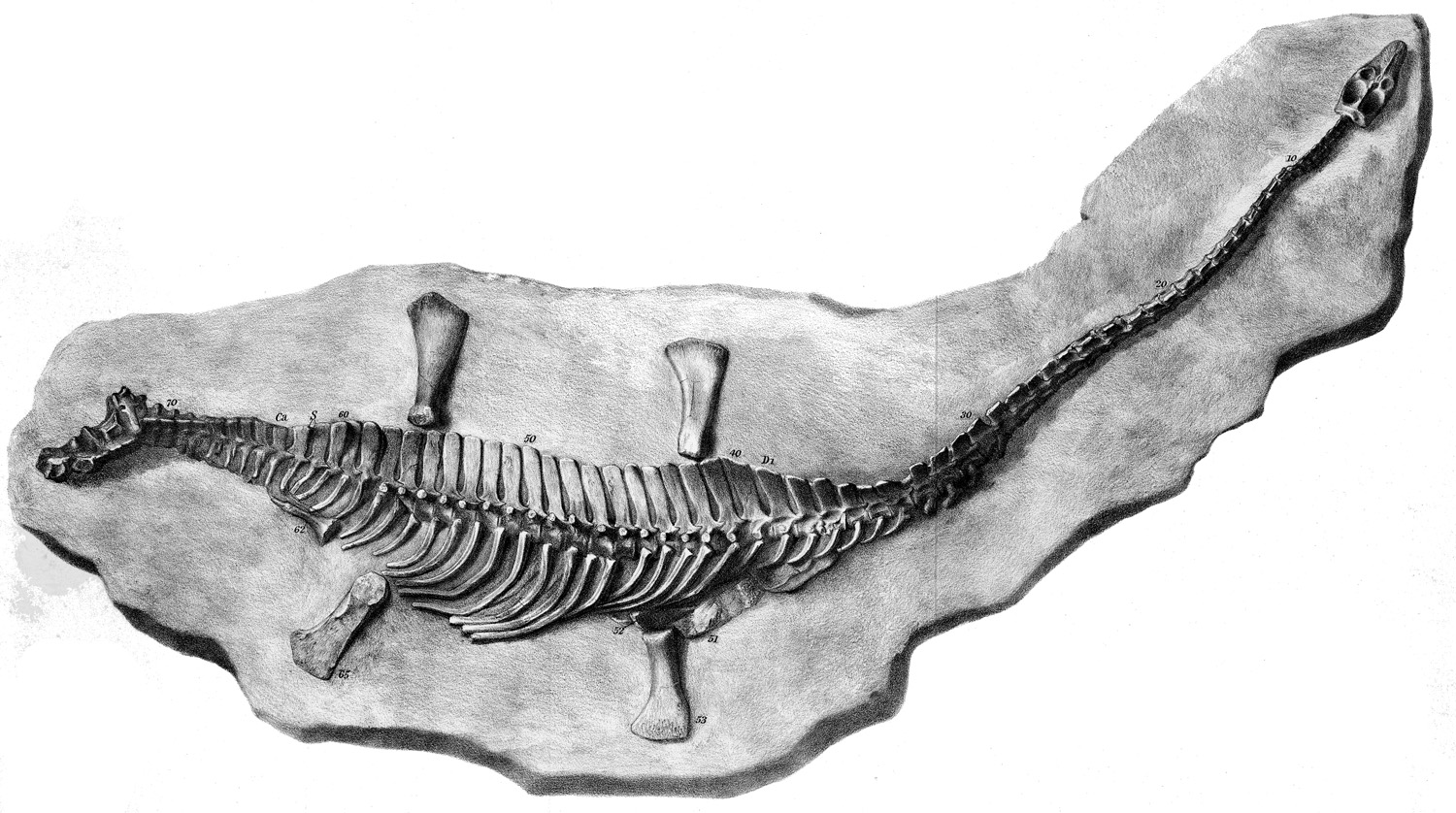 Microcleidus – Plesiosaur Directory
