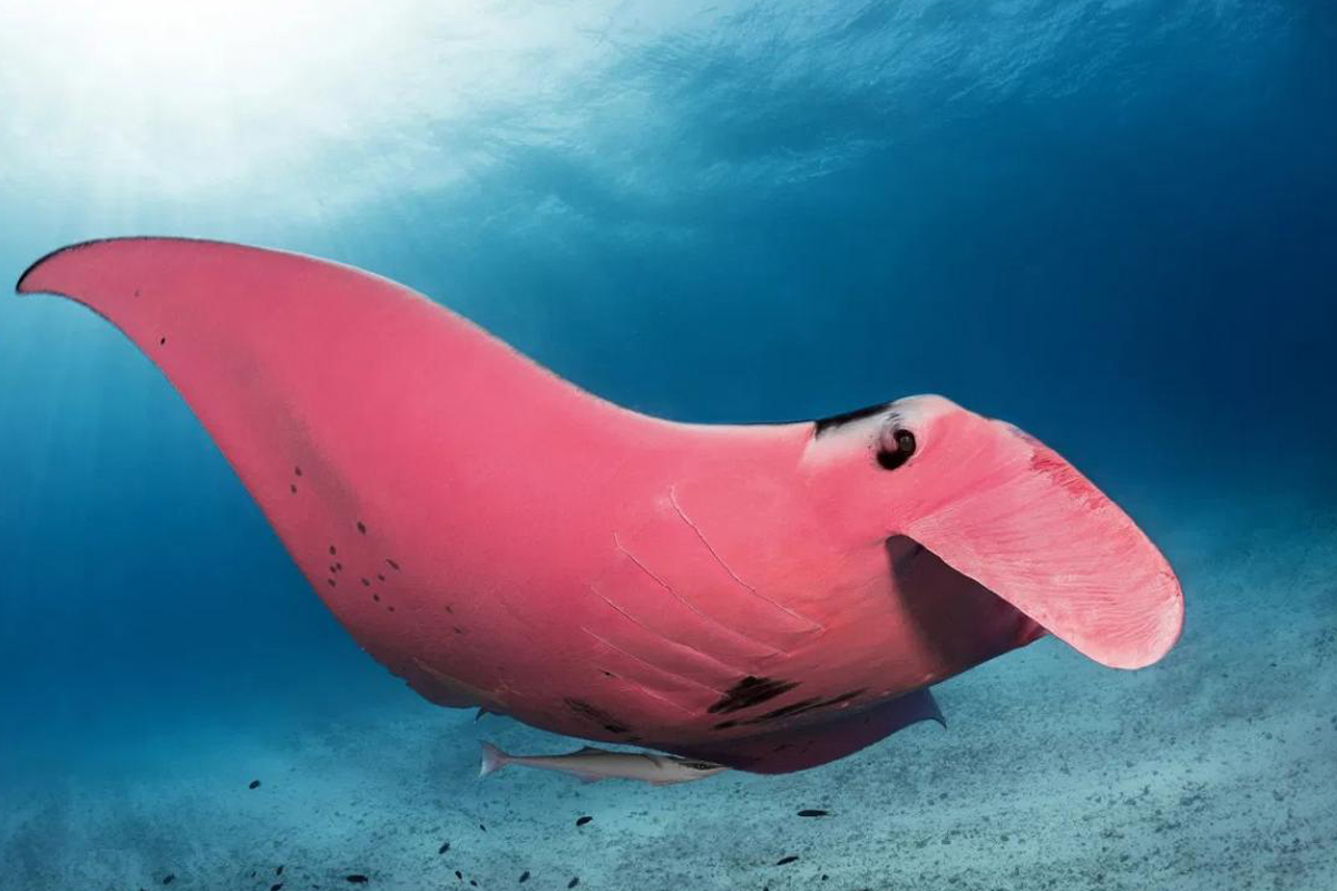 Por qué el Inspector Clouseau, la mantarraya, es color rosa