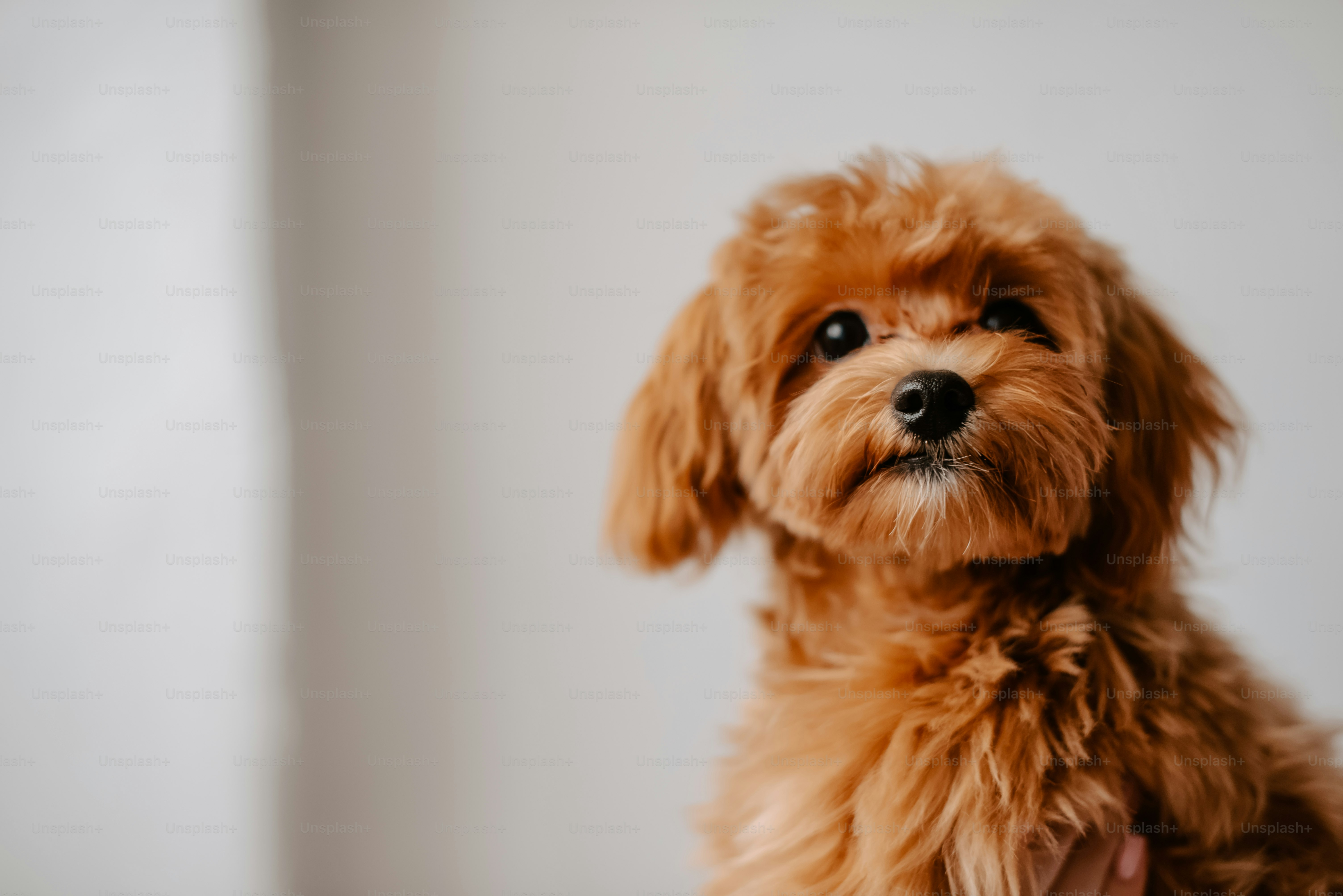 1500 Baby Dog Pictures Download Free Images On Unsplash