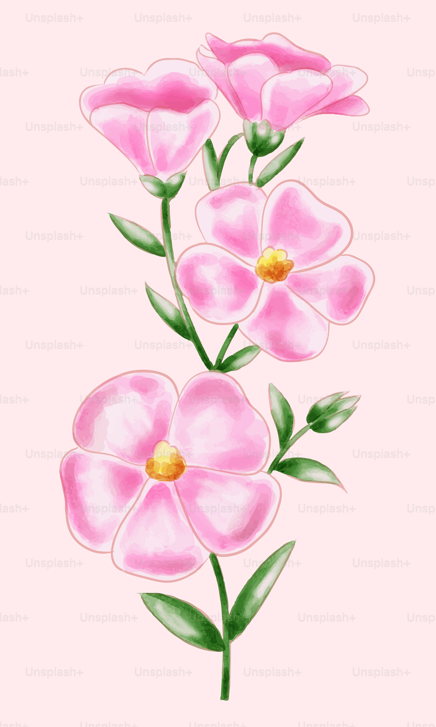Three Pink Flowers With Green Leaves On A Pink Background Vector